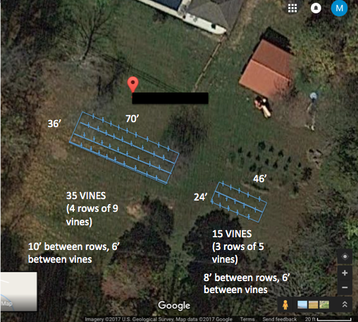 The Backyard Vineyard - Layout - The Essentials | thechapdaddy.com